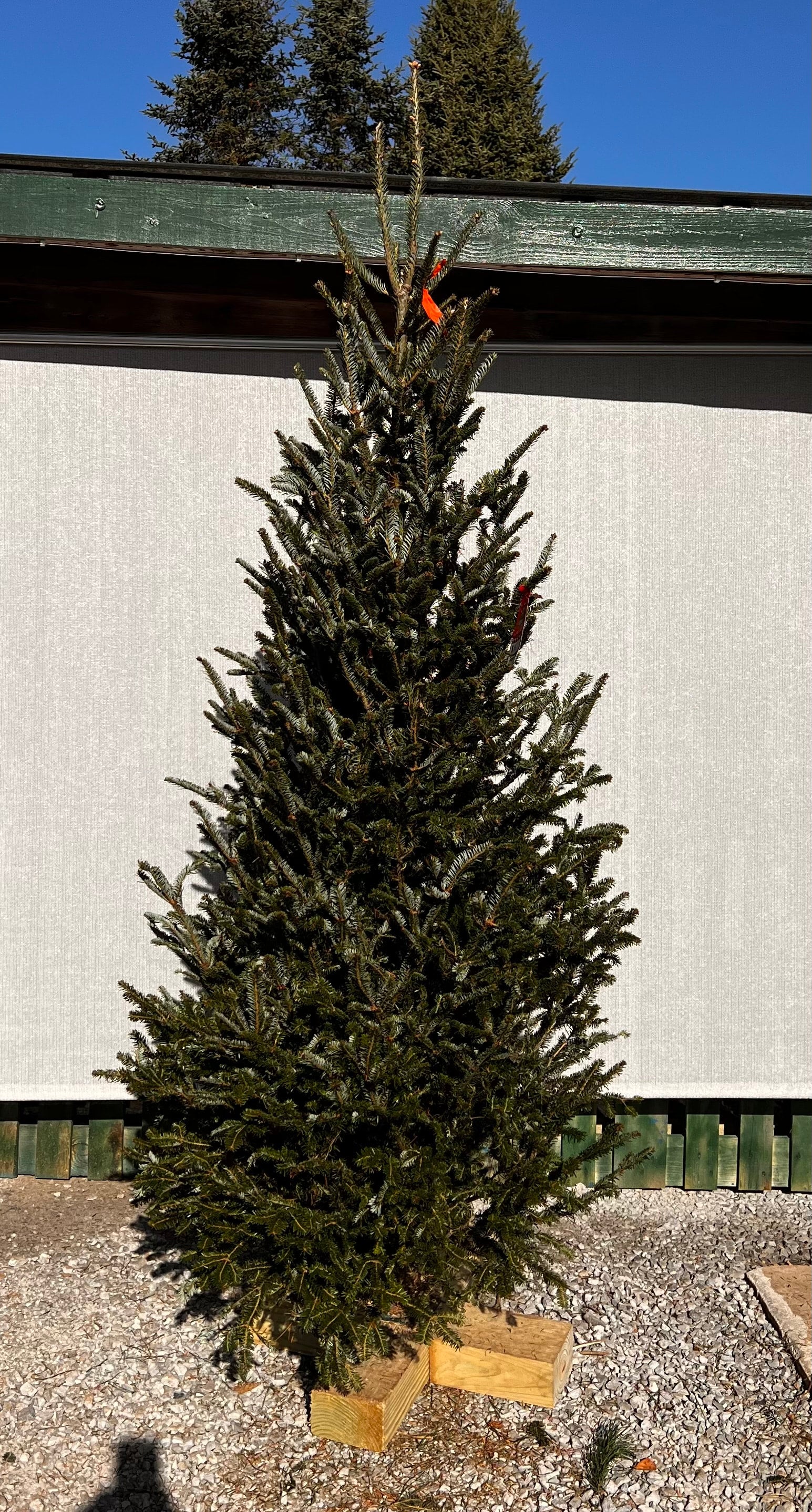 Fraser Fir- 54 | Greene Acres Christmas Tree Farm