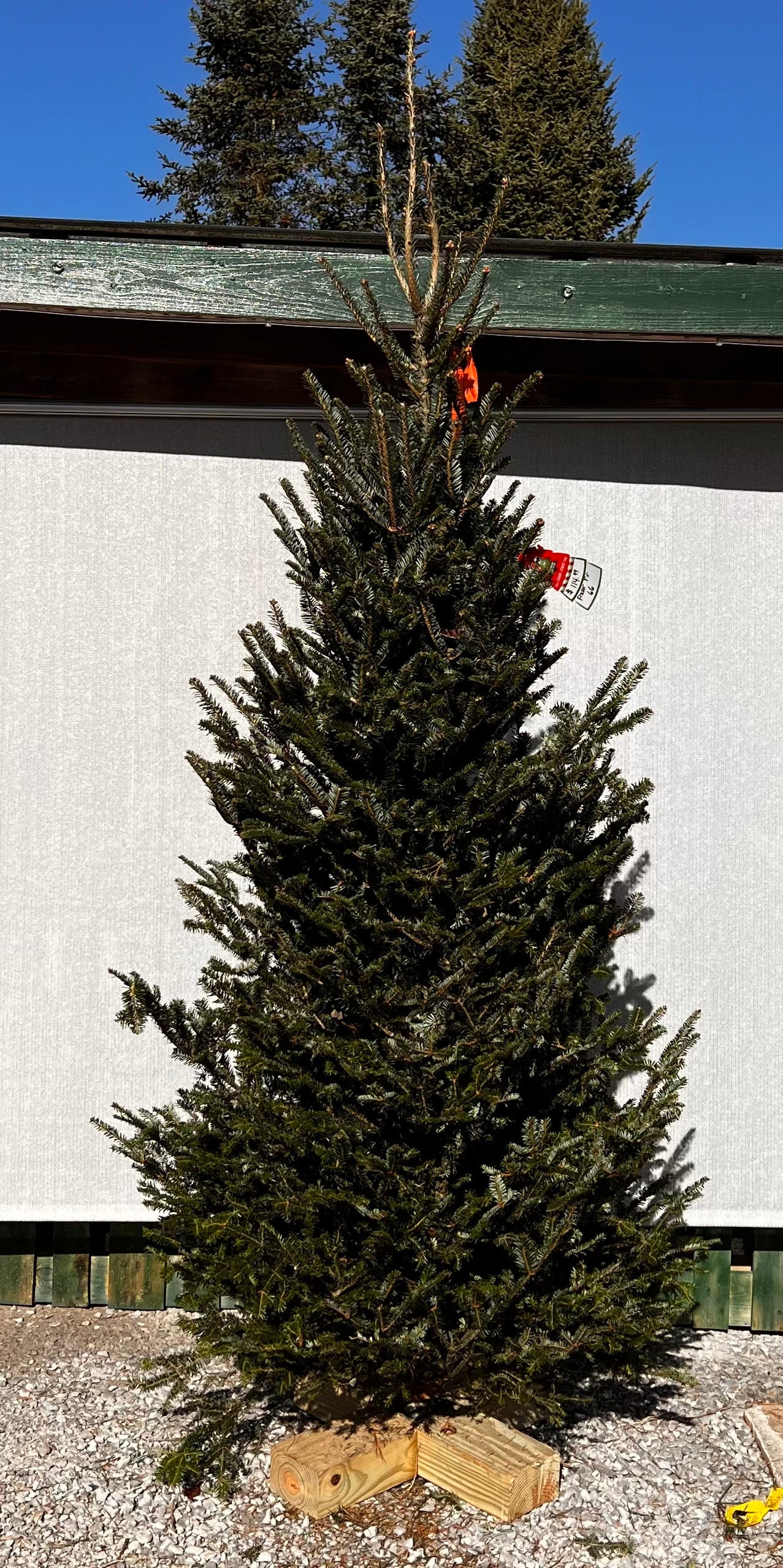 Fraser Fir- 66 | Greene Acres Christmas Tree Farm