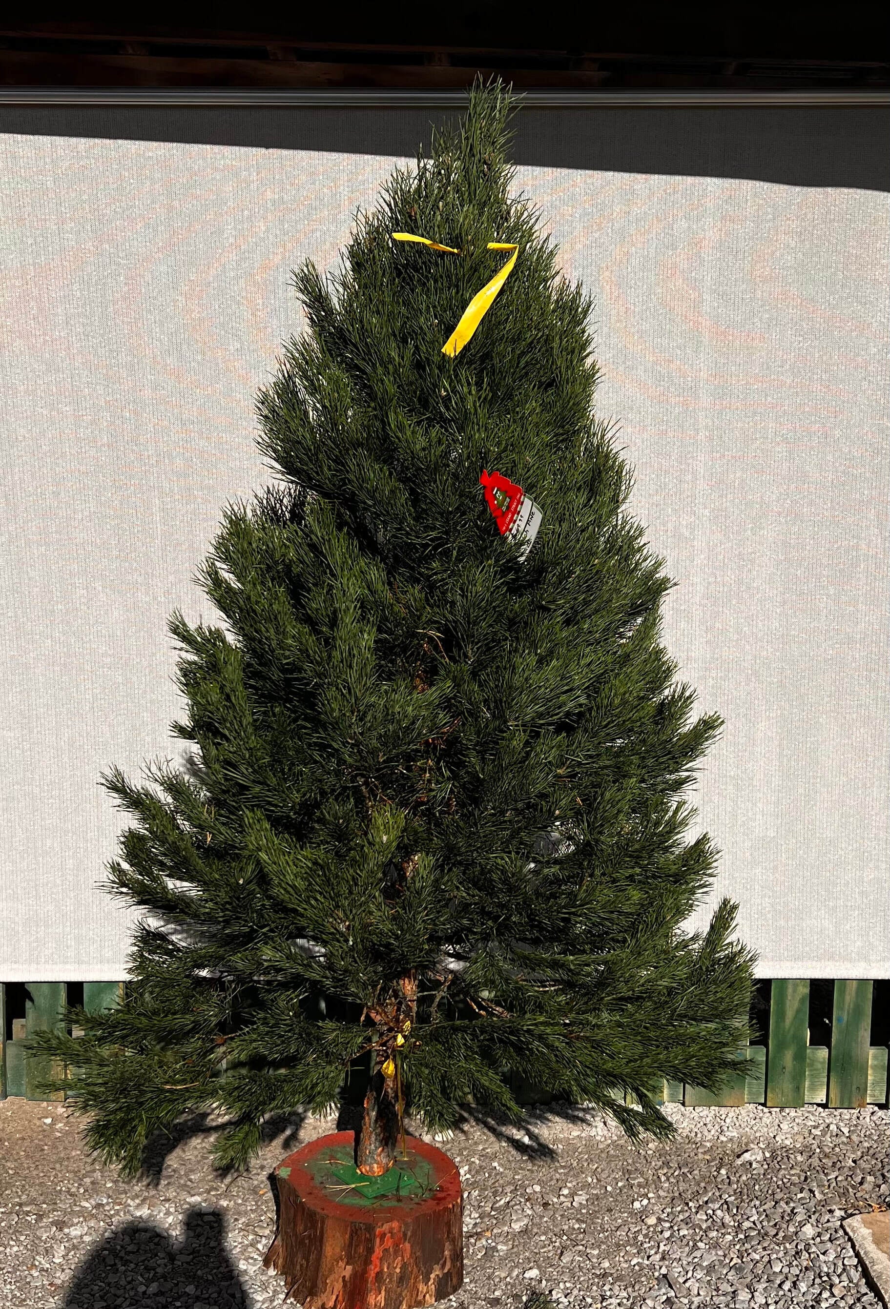 Scotch Pine- 75 | Greene Acres Christmas Tree Farm